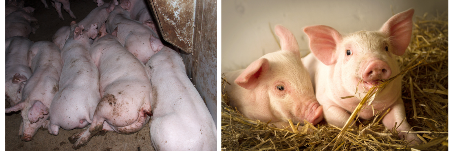 Nähtamatute Loomade sigade heaolu kampaania missioon ja visioon ...